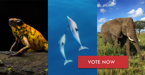 Pick Your Favorite | Wild View