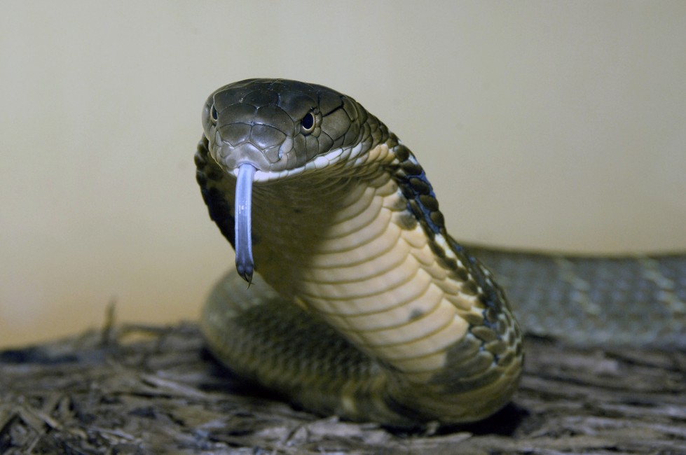 King Cobra In Name Only Wild View King Cobra In Name Only Wild View