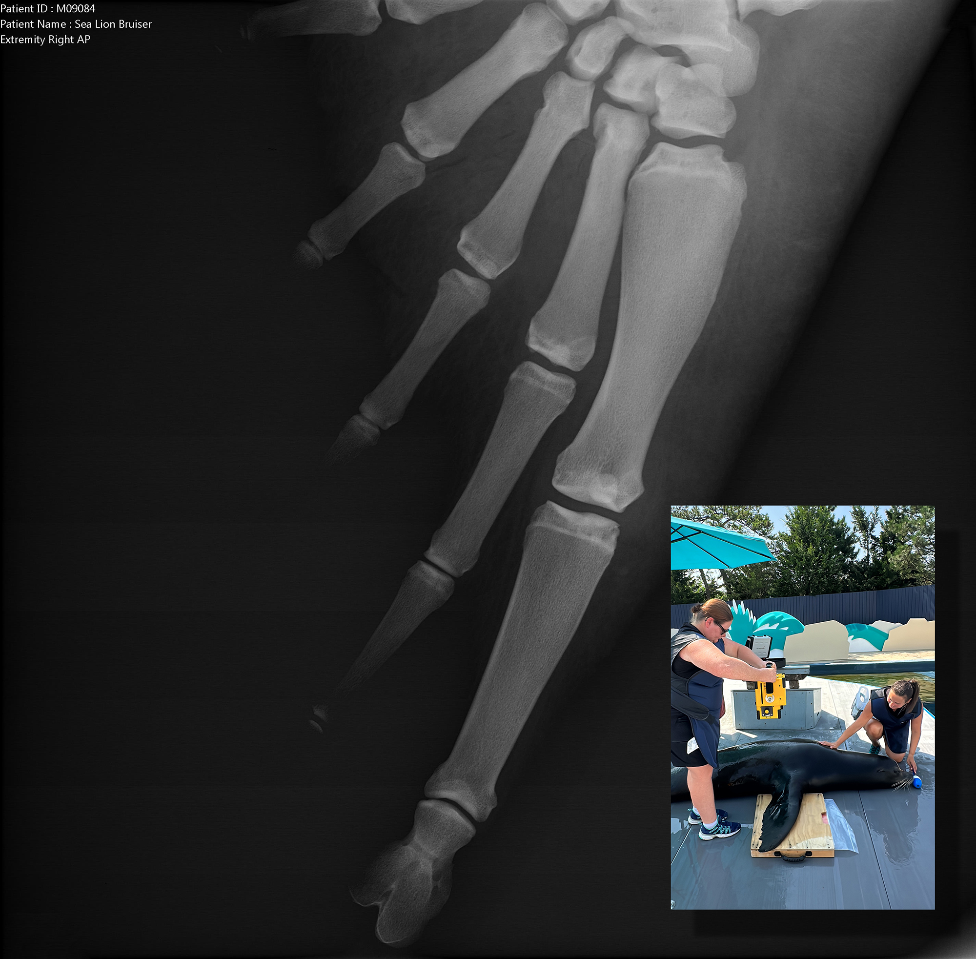 Long Live the Sea Lions | Wild View